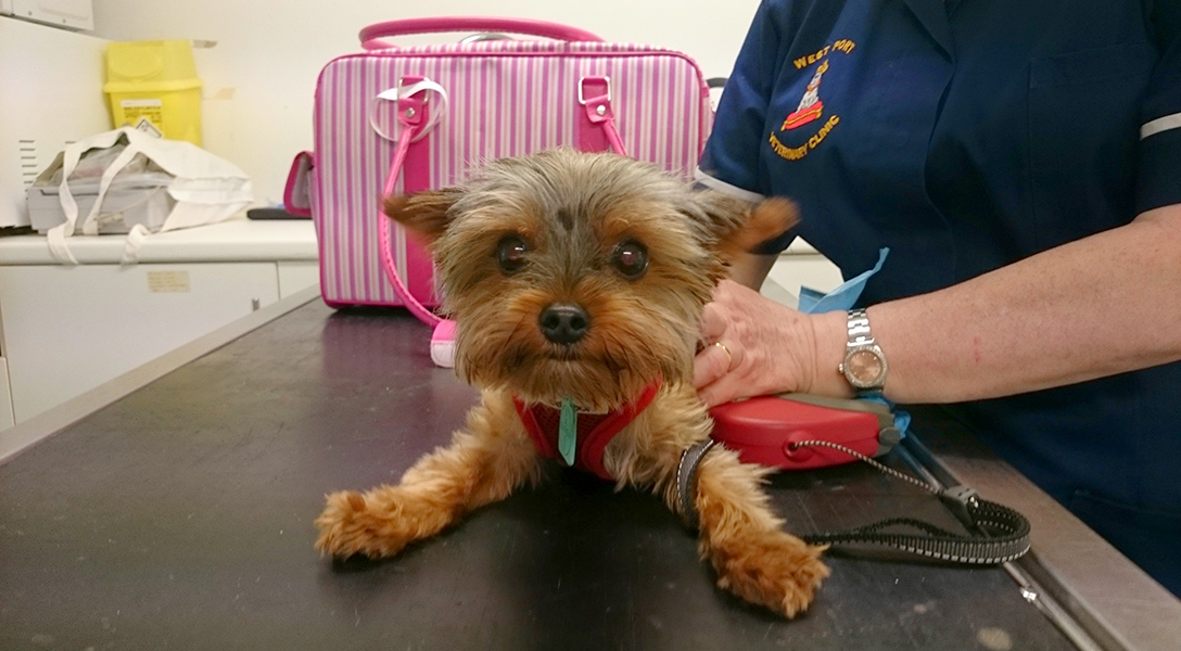 Consultations – Westport Vets; Linlithgow, South Queensferry, Edinburgh