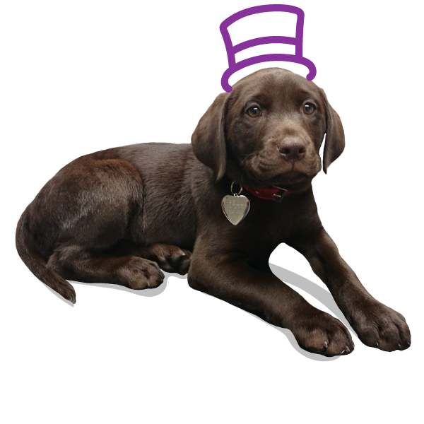 Westport Veterinary Clinic, Linlithgow, South Queensferry & Edinburgh
