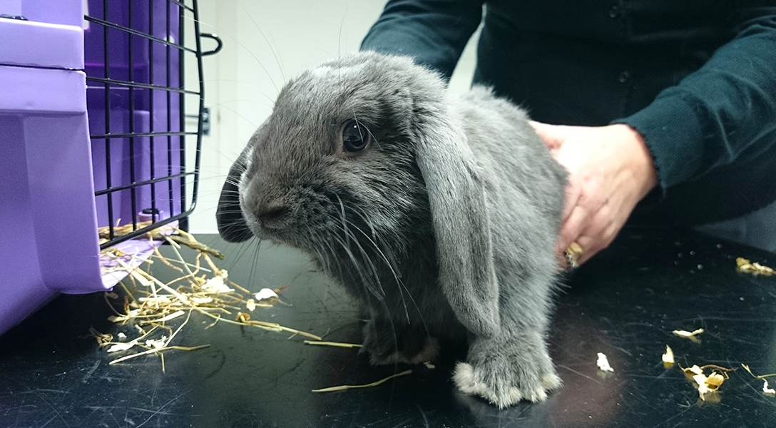Rabbits – Westport Veterinary Clinic, Linlithgow