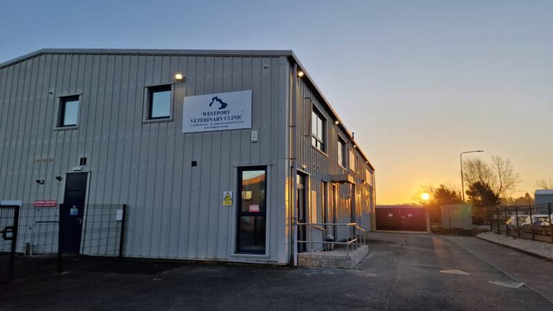 What you need to know - Westport Veterinary Clinic